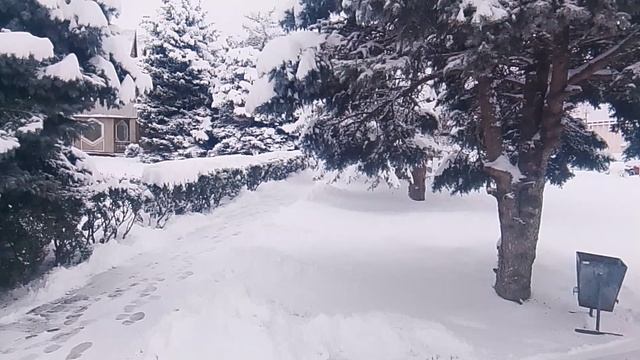 снег зима зимний лес VID_20260112_152555
