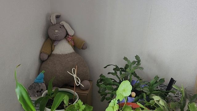 Вернулись домой к цветам из Паттайя 🌹⛱️