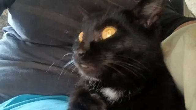 котику грустно