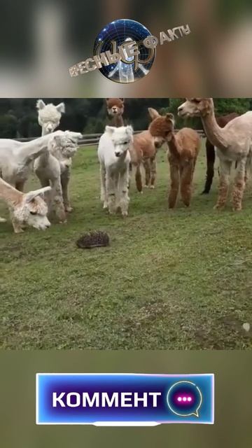 АЛЬПАКА  (@infackts)