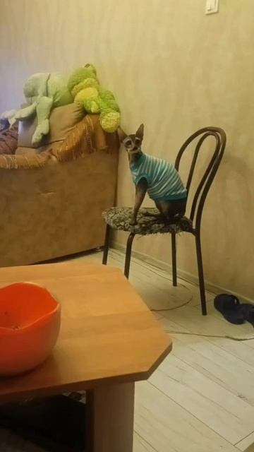 домашний кот и мышки