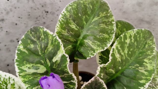 Фиалка КНН-Крокус