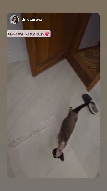 Кошки пробуют крем-лакомство Мнямс 🐱 Реальный отзыв