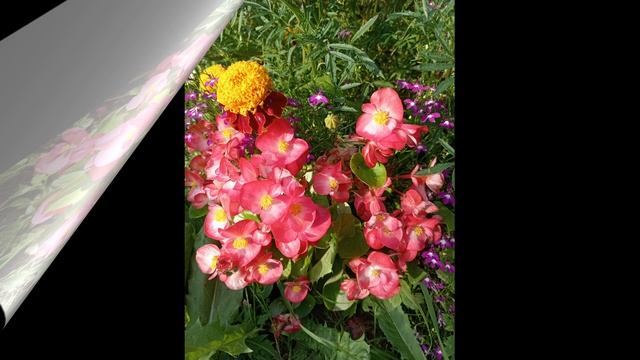 ВЫБИРАЮ СОРТА БЕГОНИИ ВЕЧНОЦВЕТУЩЕЙ.