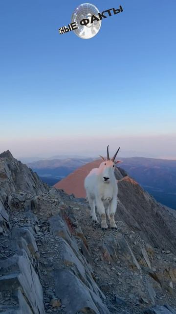 Снежная коза - Oreamnos americanus   (@infackts)