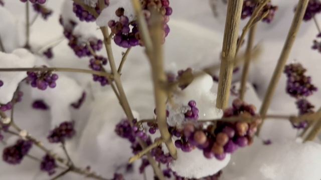 Зимний скверик «Цветочные часы» | Любимый Краснодар| #мирувлечений