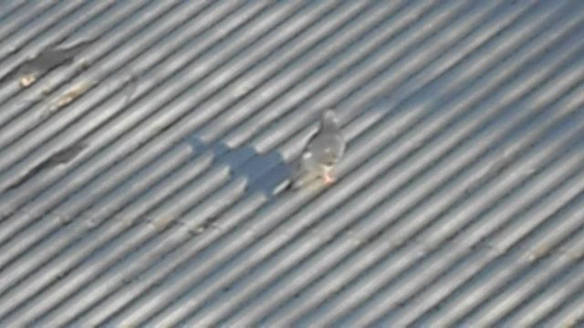 HD Голубь на крыше 546845. DSCN6146