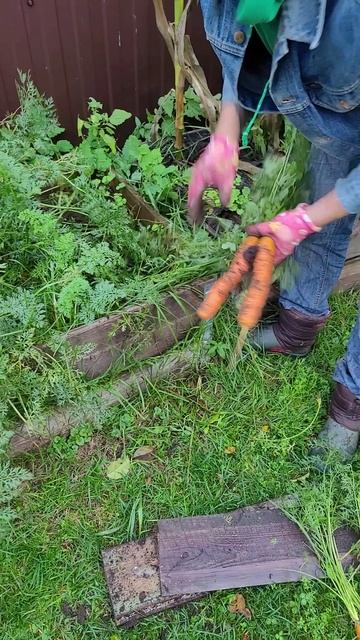 Урожай моркови