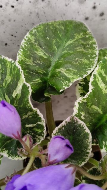 Фиалка КНН-Крокус