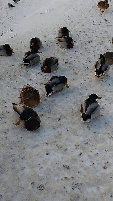 утки в кадре