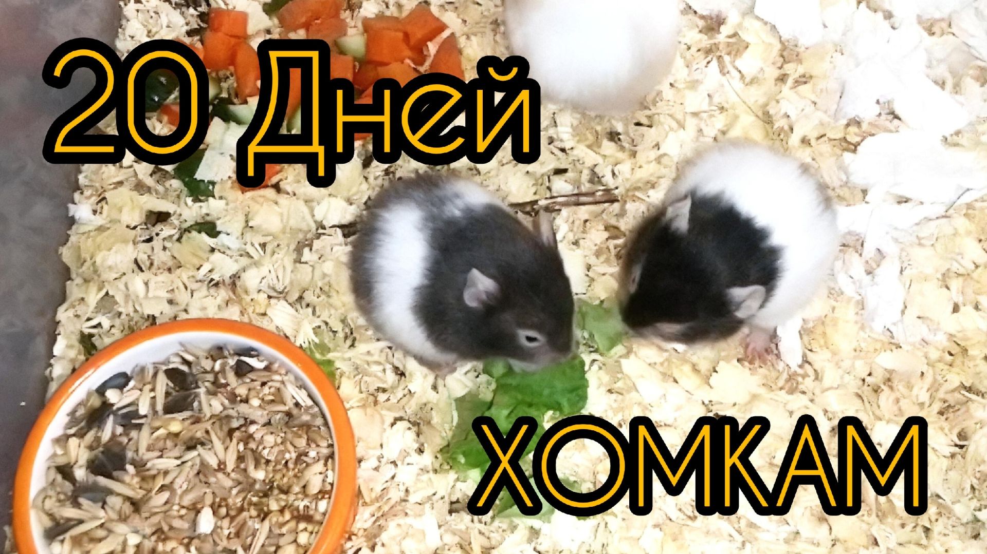 Нашим ХОМКАМ 20 дней. #хомяки