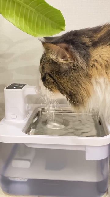 😋🍜 😍 Пушистый  восторг 🐱🤪