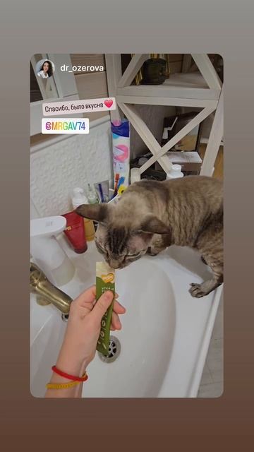 Кошки vs Мнямс: тест крем-лакомства 😸