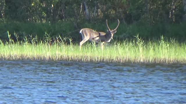 Карелия. Река Воньга 2018 год