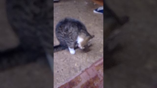 видео про тишку 0 часов 6 минут 0 секунд