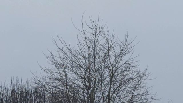 Песни по утрам 24.01.26 Ленинградская область