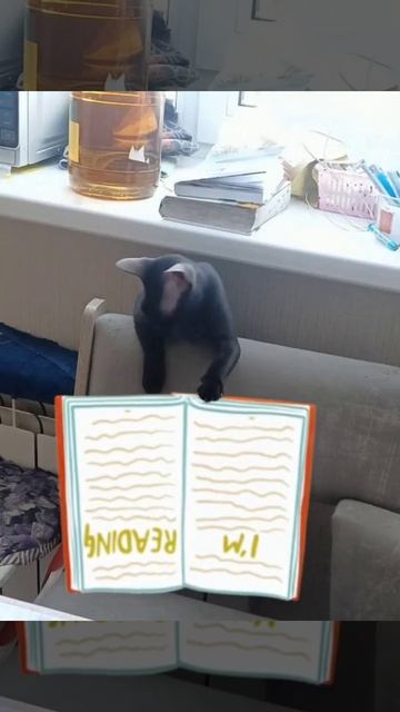 кот читает книги