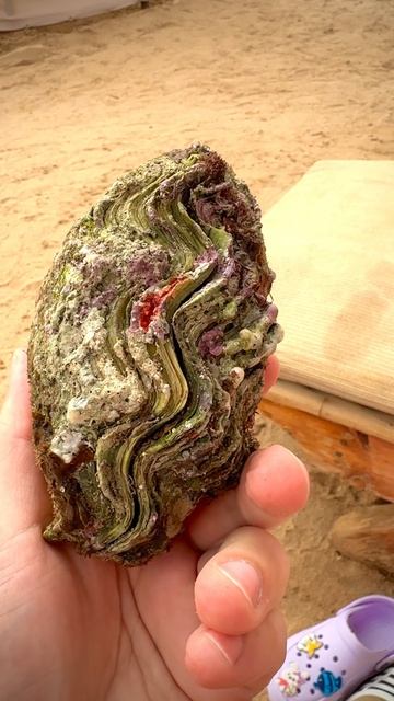 Ракушки подводного мира Египта