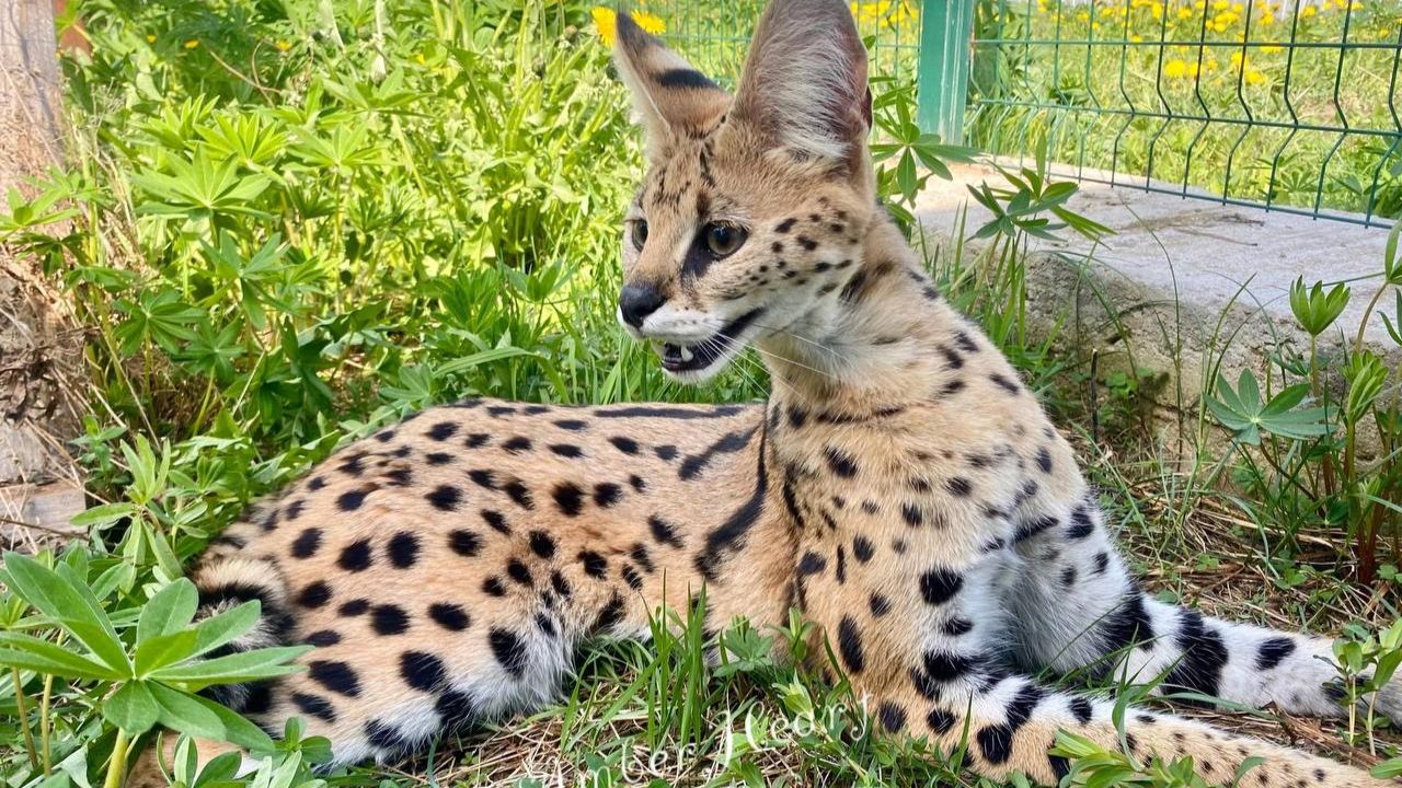 Саванна-сервал дома: как живут и ведут себя необычные домашние хищники?