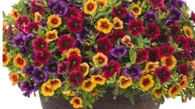 Калибрахоа ампельная новинка для моего цветника