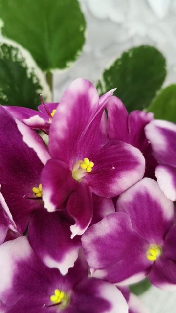 Фиалка KZ-Источник Вдохновения