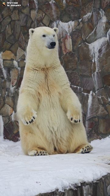 Медведица Хаарчаана общается с гостями. Ленинградский зоопарк