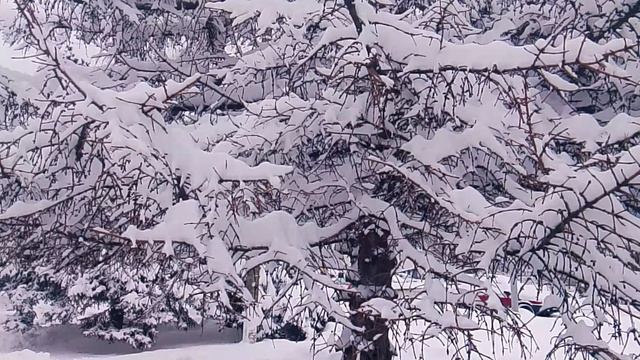 Зимой в лесу VID_20260112_152621