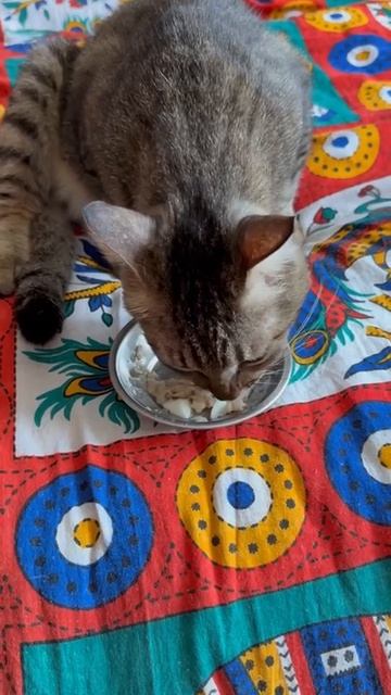 Балуем котика🐈Если ты завёл кисё🐱🐈🍛🤩😍