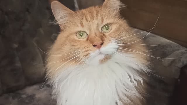 Чем занимаются котики - зимой в деревне ? 24.01.26 #кот_Барон #мари_мистик #рыжий_кот