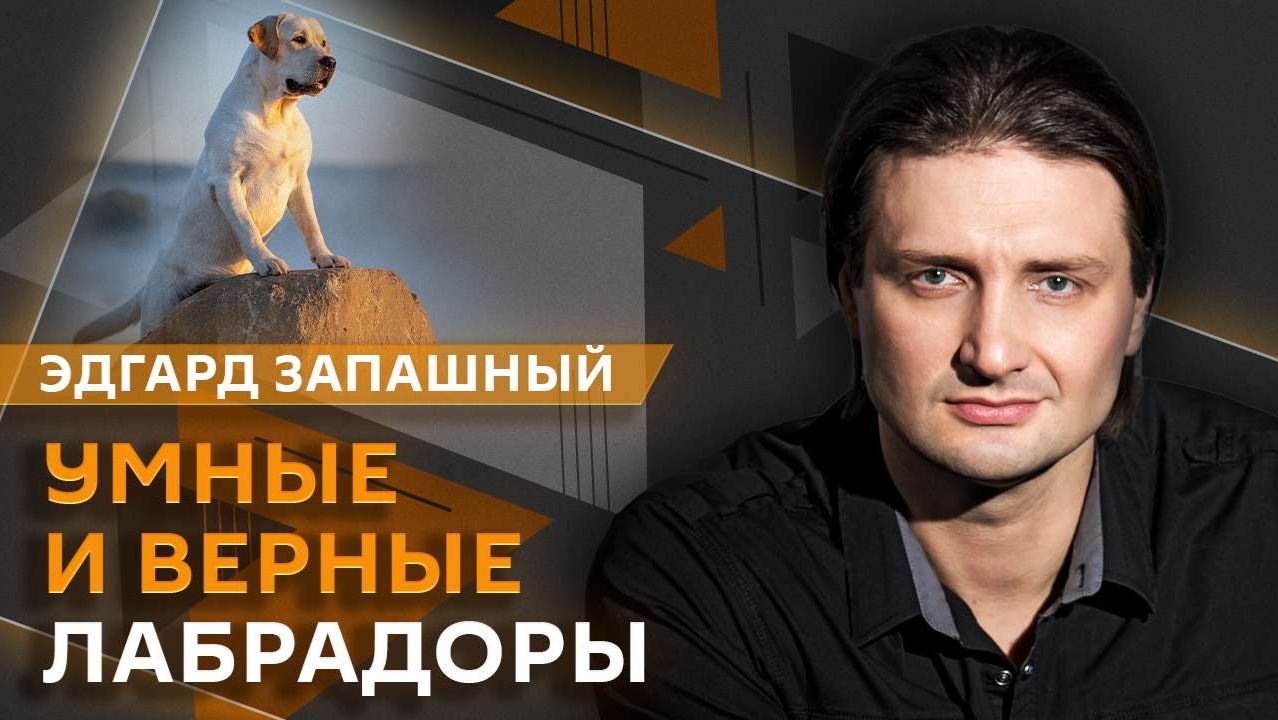 Эдгард Запашный. Лабрадоры: "конвейеры любви" и верные помощники