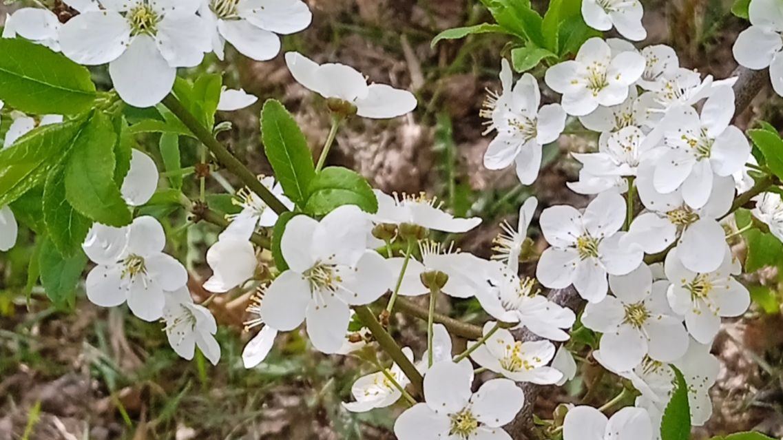 Нина Пручкина. Песня.