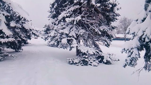 зимний лес VID_20260112_152320