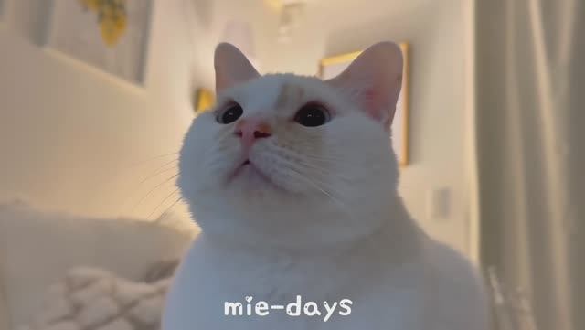 Покупки в Costco и заготовки 🛒❄️ Спокойный день с 3 котами