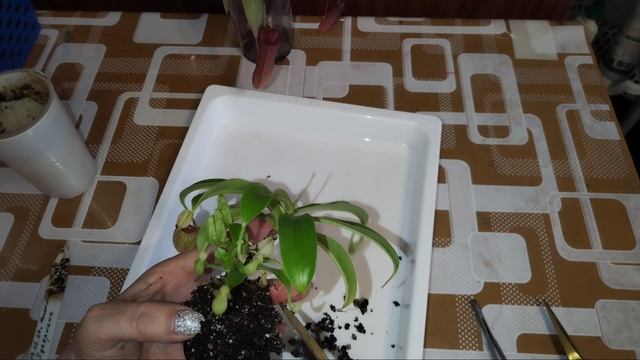 Непентесы, пересадка и черенкование 😅