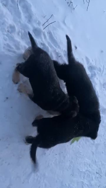 Щенкам овчарки чуть больше полтора месяца