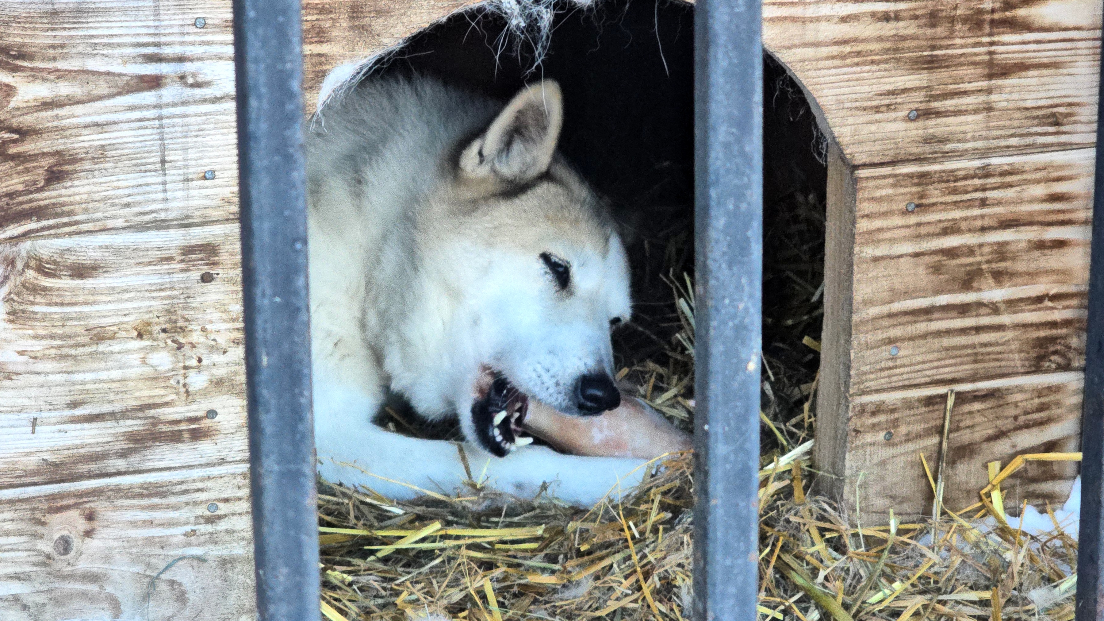 Лайки и  подсадные  в мороз
