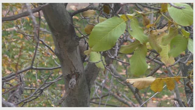 Дятел сирийский в Крыму