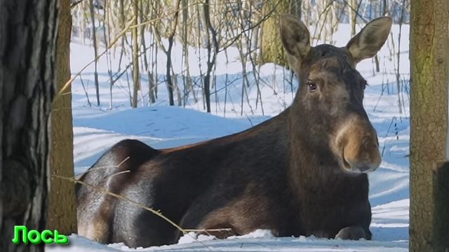 Секрет долгожительства Древлеправославной Цивилизации