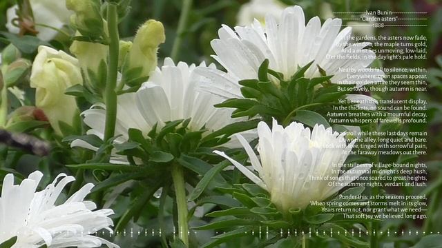 Ivan Bunin "Garden asters" 1888