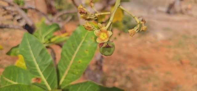 Сокотра, отправляемся на поиски тюльпанного дерева и адениумов-эндемиков, раздаем детишкам подарки