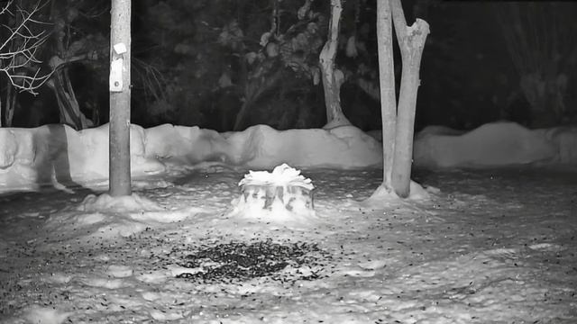 Лисичка пришла перекусить салом- давно не было видно