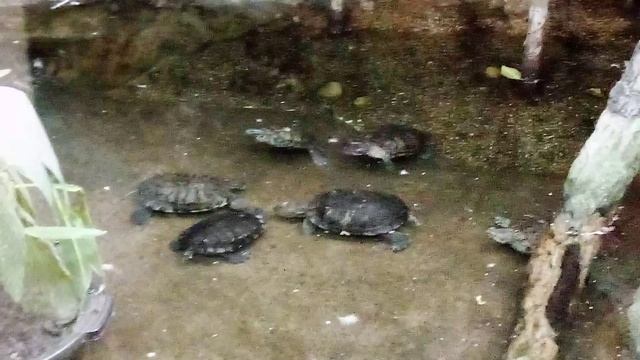 Московский зоопарк. Красноухая черепаха.