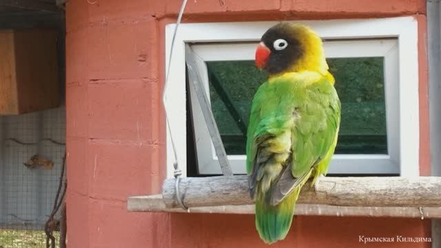 Попугаи-неразлучники