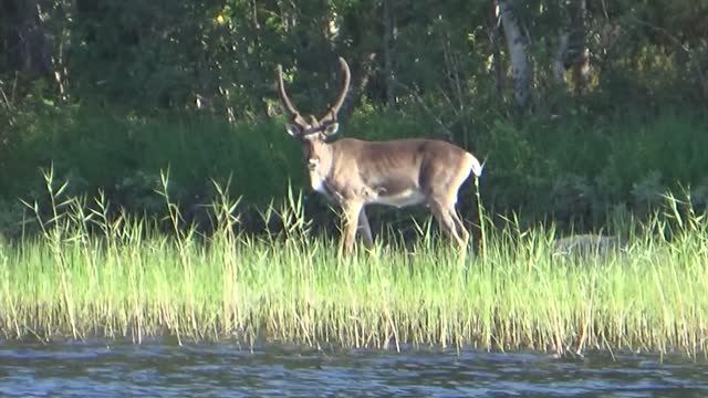 ТРЕК- ЗАБЫТЫЕ ЛЕГЕНДЫ(Zov_Predkov) фрагмент из фильма - КАРЕЛИЯ. Река ВОНЬГА 2018. РЕМЕЙК. (НД)