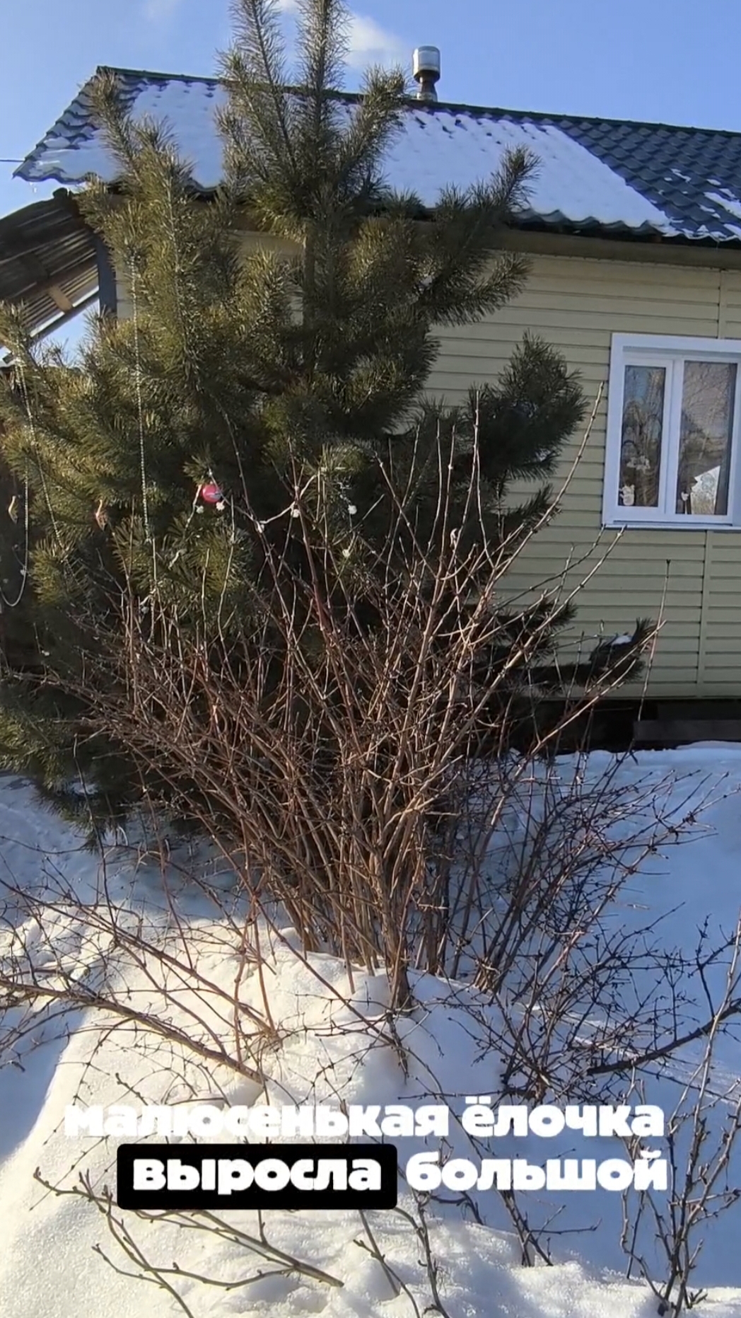 Малюсенькая елочка