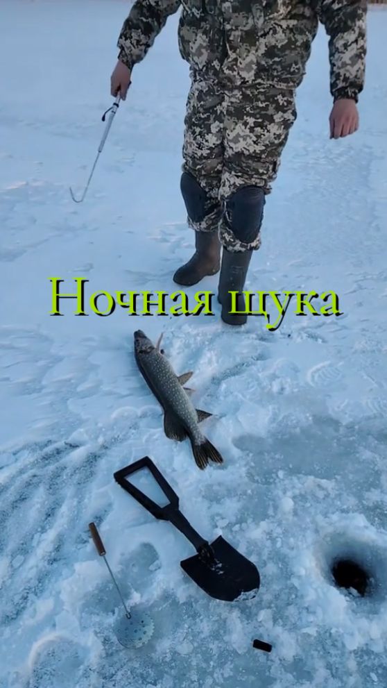 Хорошая щука на жерлицу