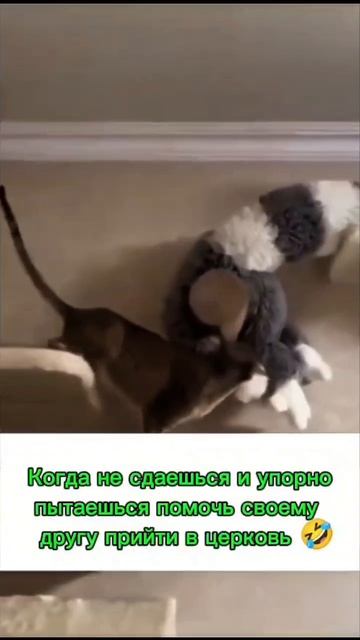 Иногда верующие мягко говоря перегибают палку...и забывают про чуткость к святому духу и к человеку