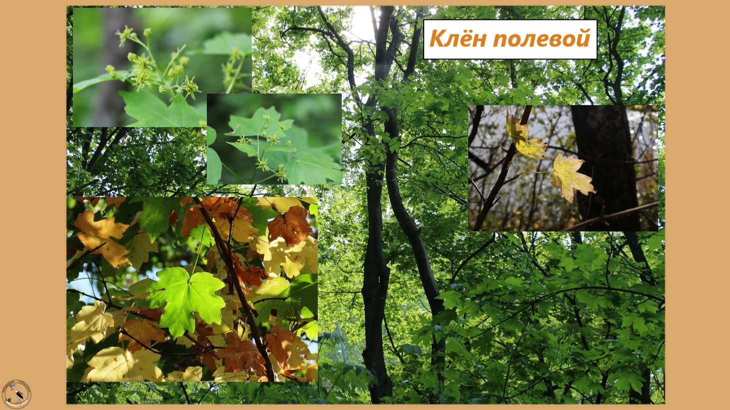 Клён полевой в дикой природе в разное время года. Листья, цветы, кора, плоды