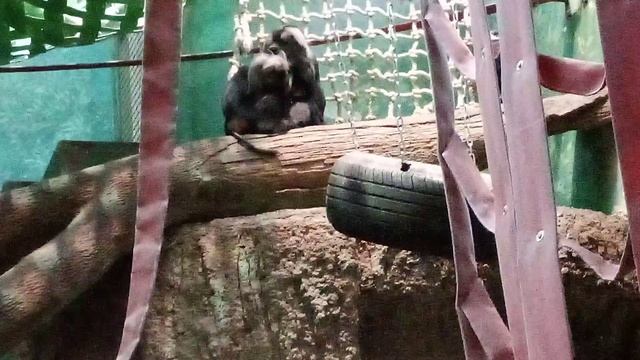 Московский зоопарк. Львинохвостый макак.