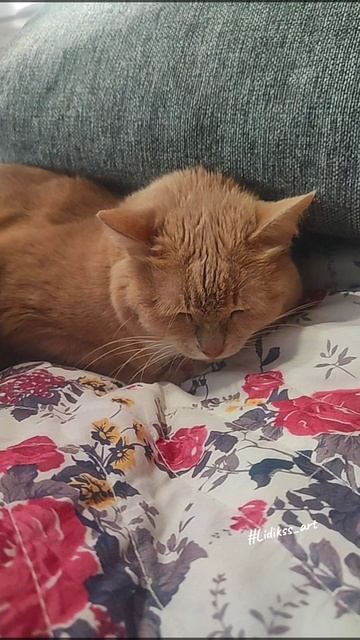 Разговор с кошкой после преступления 🌸😼 #short